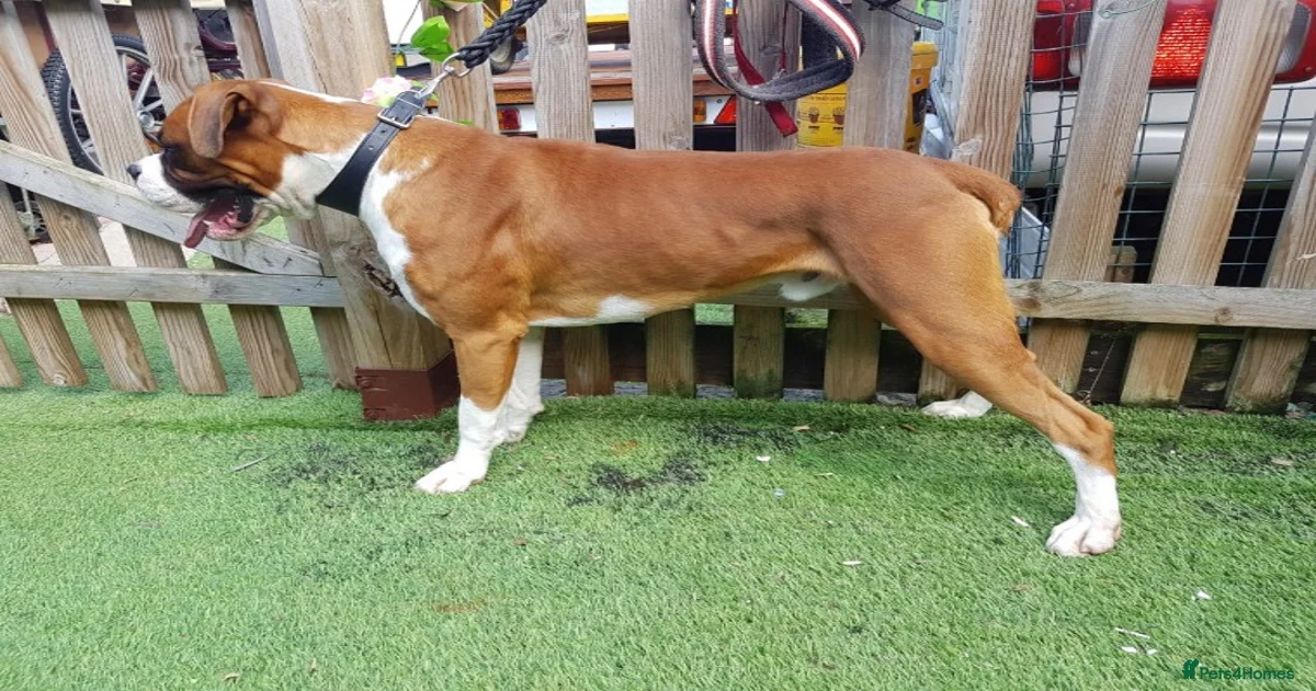 Handsome Natural Bobtail Red Dog for Stud for stud in Herne Bay ...