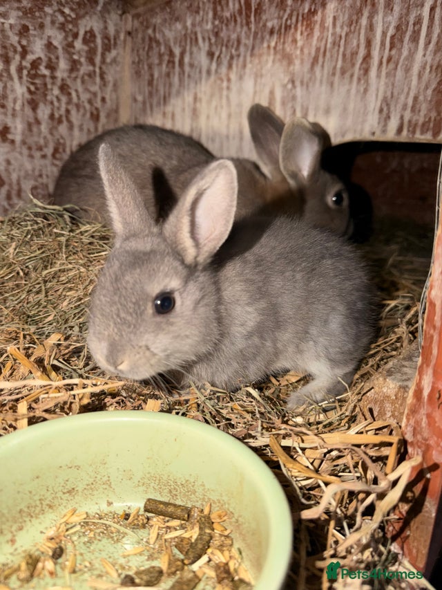 Lucy’s Lionheads, Guinea pigs and more | Pets4Homes