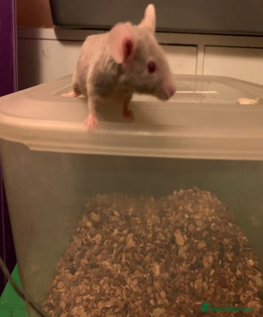 Mouse rodents for sale | Pets4Homes