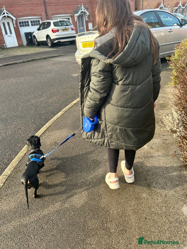 Hopper for sale in Barnsley | Pets4Homes