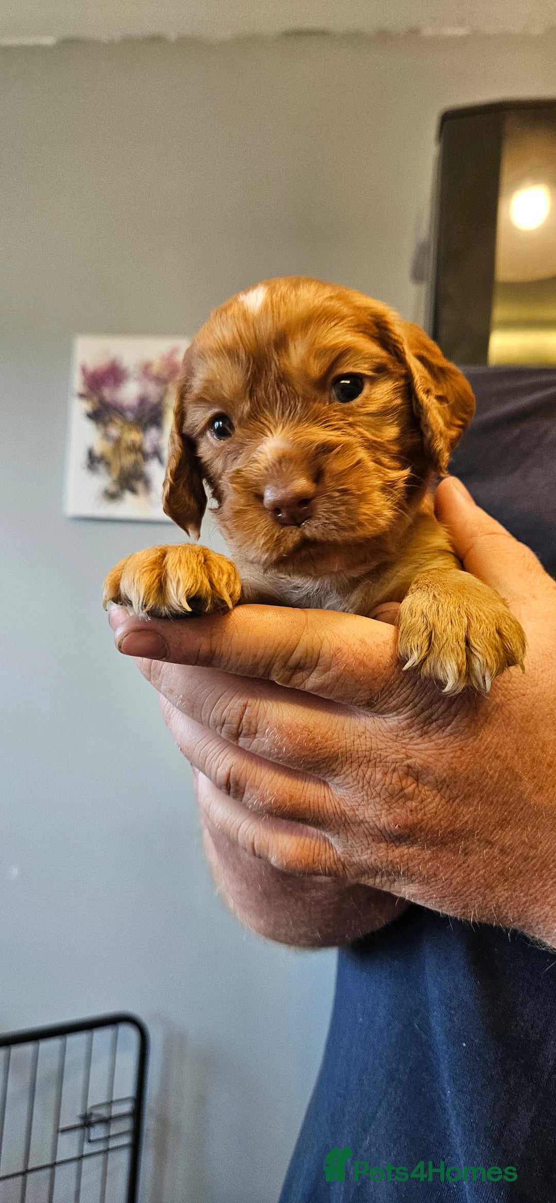 KC working cocker Spaniel for sale in Dingwall | Pets4Homes