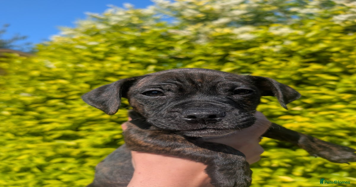 Brindle Staffy x Jack Russell Puppies - Ready Now! for sale in ...