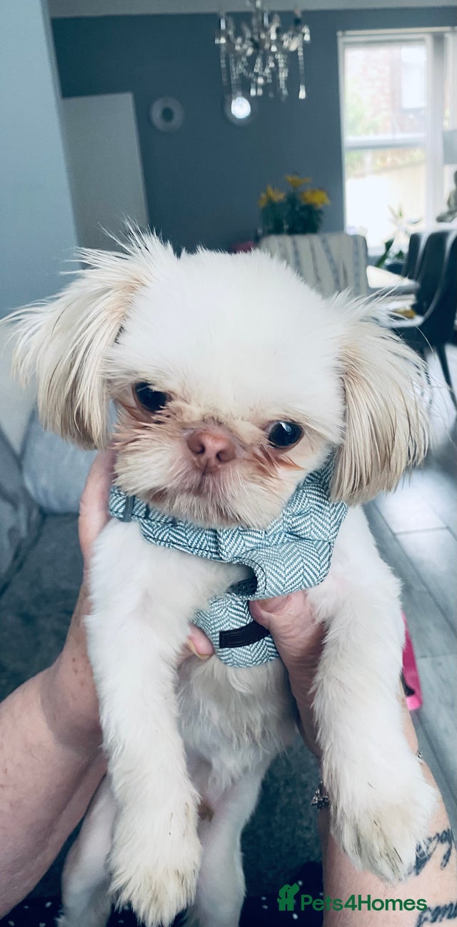 Imperial Shitzu for stud in Bootle | Pets4Homes