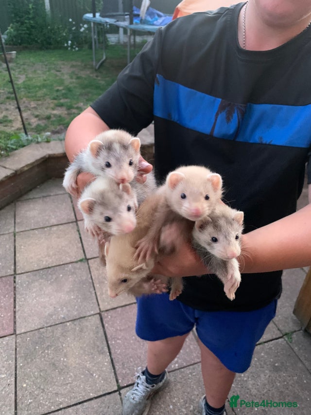 Ferrets for sale in Gainsborough | Pets4Homes