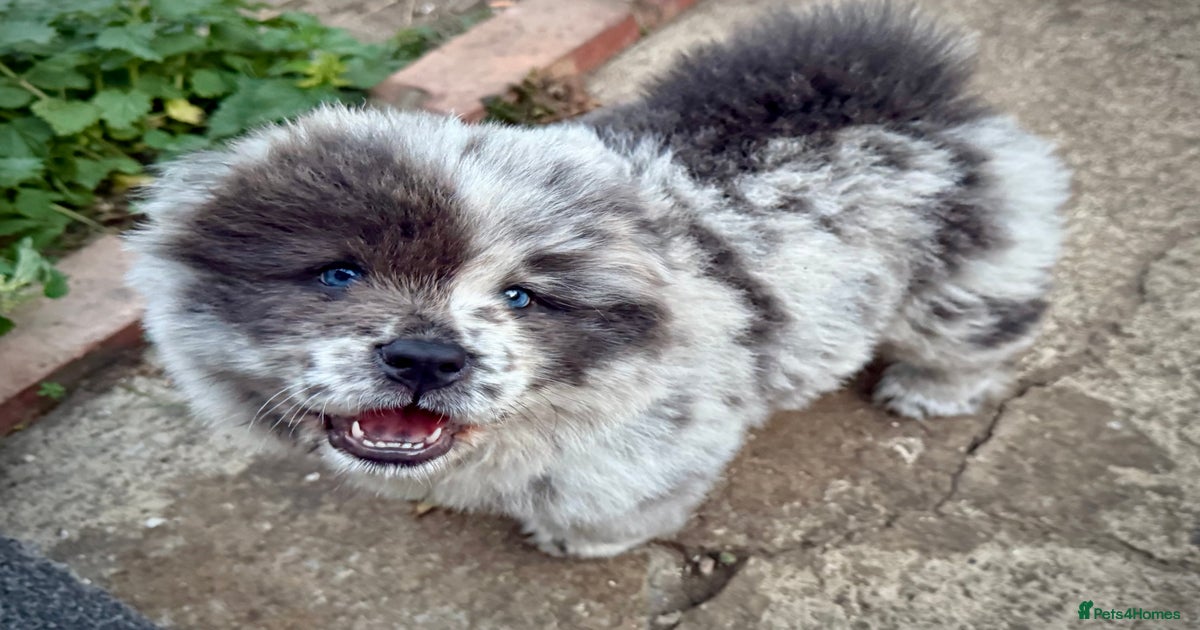 Blue Merle Chow Chow for sale in Cleethorpes | Pets4Homes