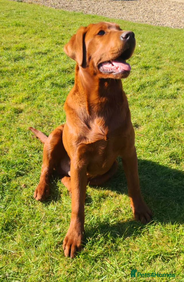 Labrador puppies for sale in Middlesbrough | Pets4Homes