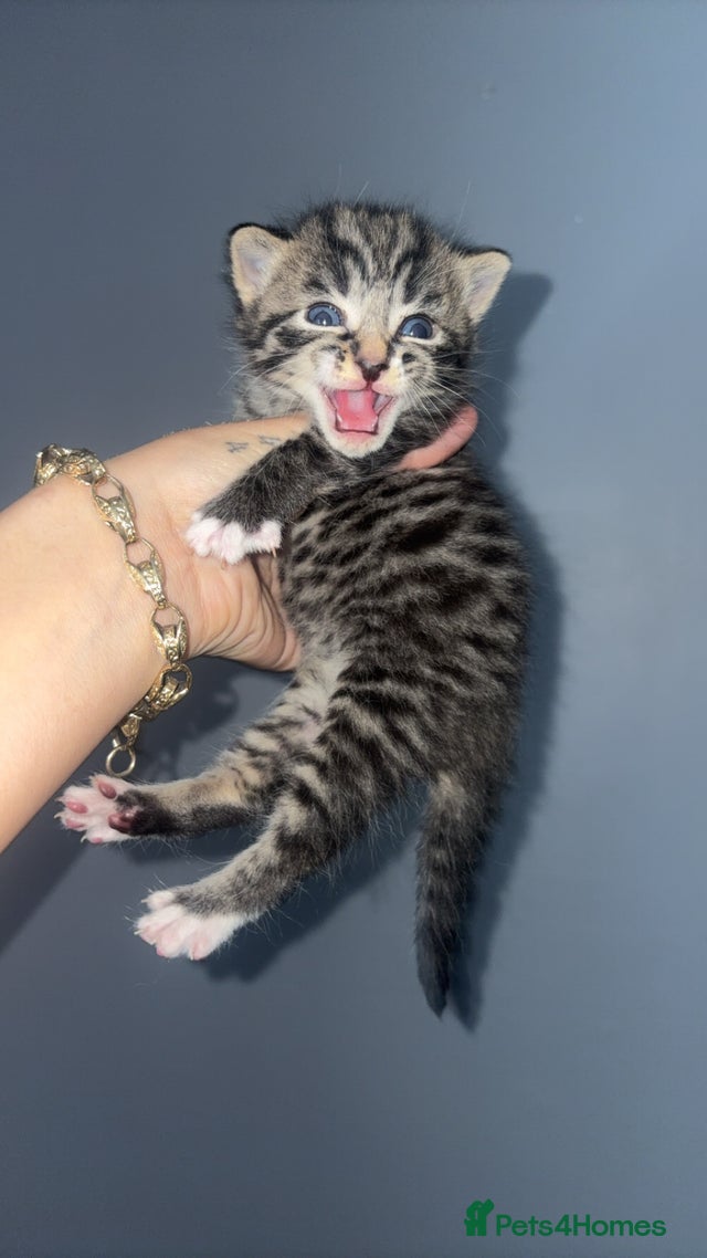 Kittens for sale for sale in Sheffield | Pets4Homes