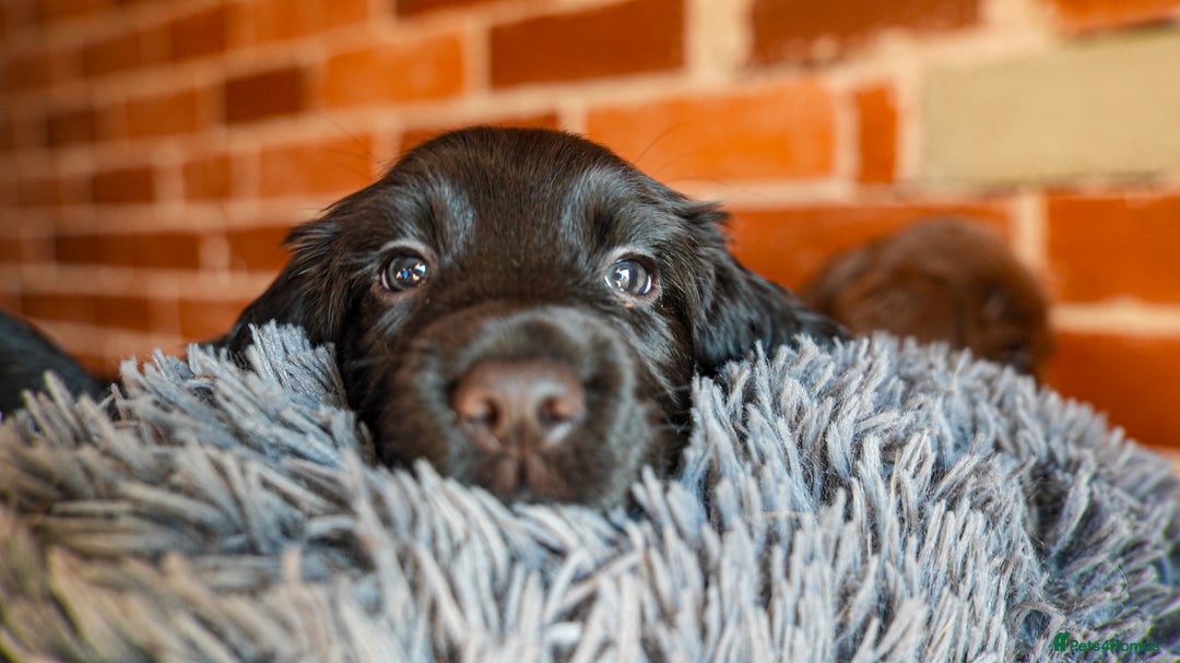 Hybrid Spaniels, Cockerdor, working dog for sale in Holmfirth | Pets4Homes