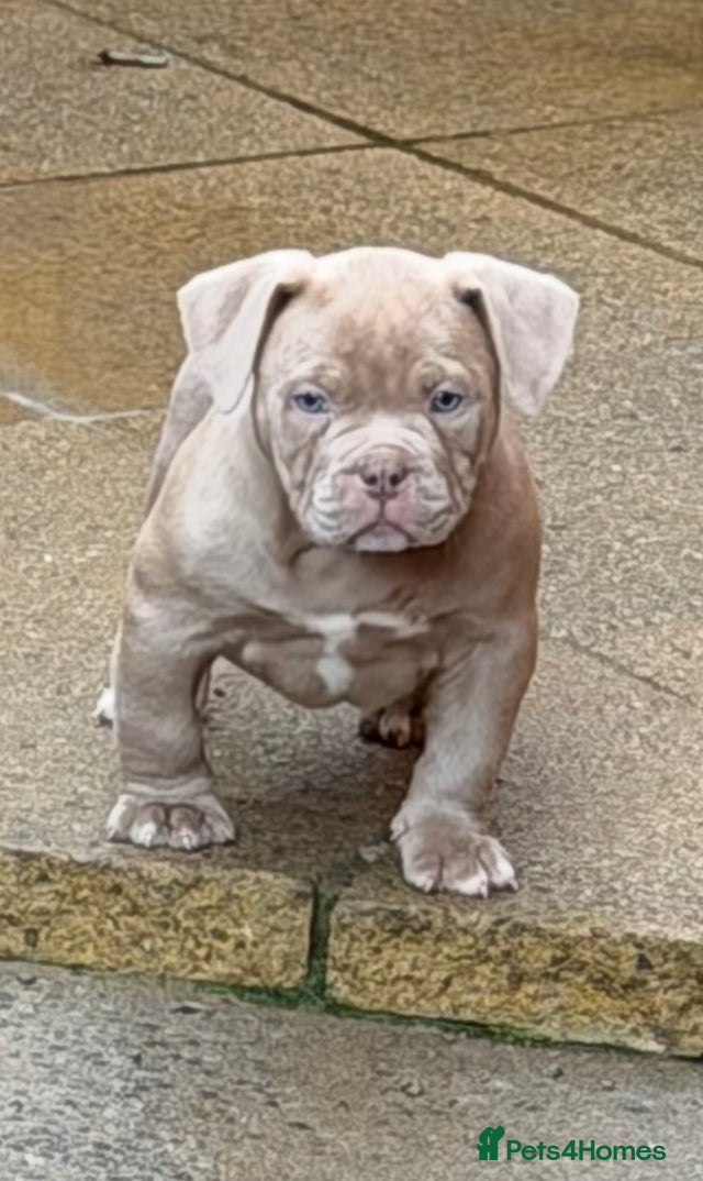 American pocket bully 11weeks old for sale in Bristol | Pets4Homes