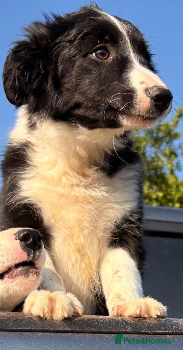 Border Collie Puppies for sale in Colwyn Bay | Pets4Homes