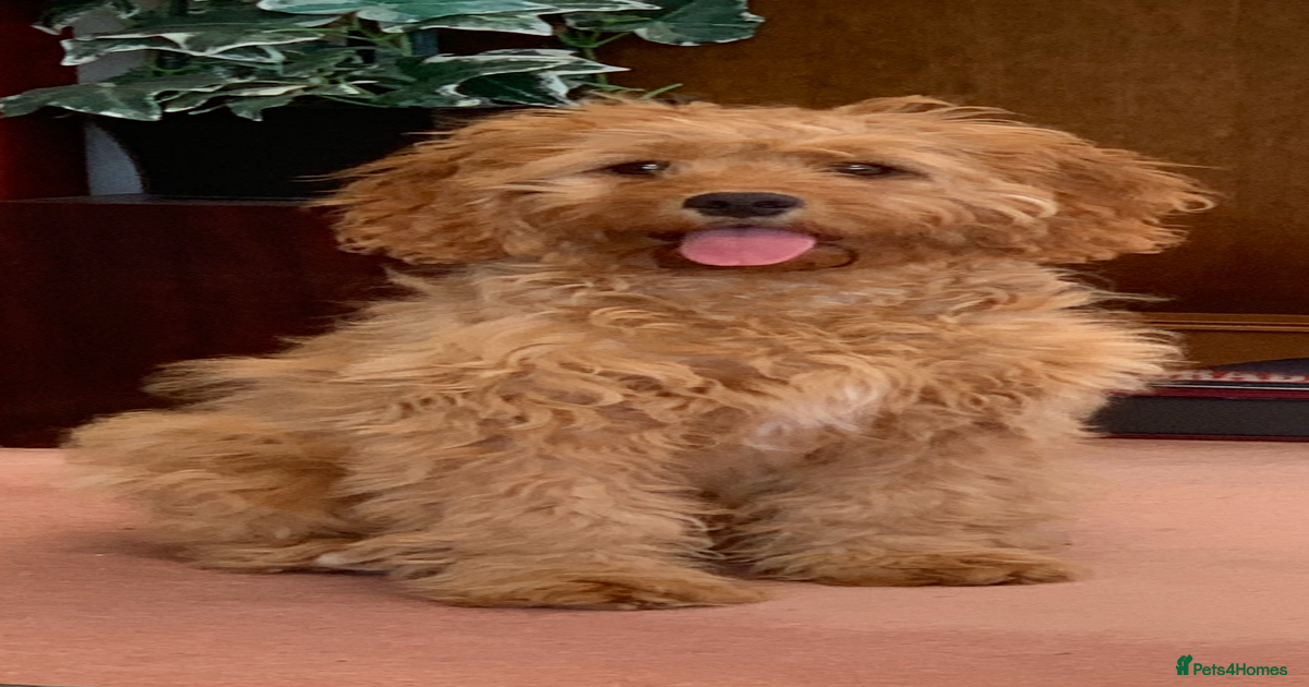 Meet Tilly - Stunning Red F1 CavaPoo for sale in Rhyl | Pets4Homes