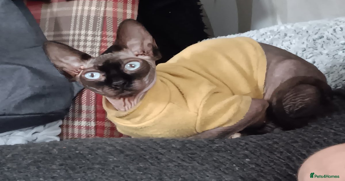 FOR SALE SPHINX 18months for sale in Portsmouth | Pets4Homes