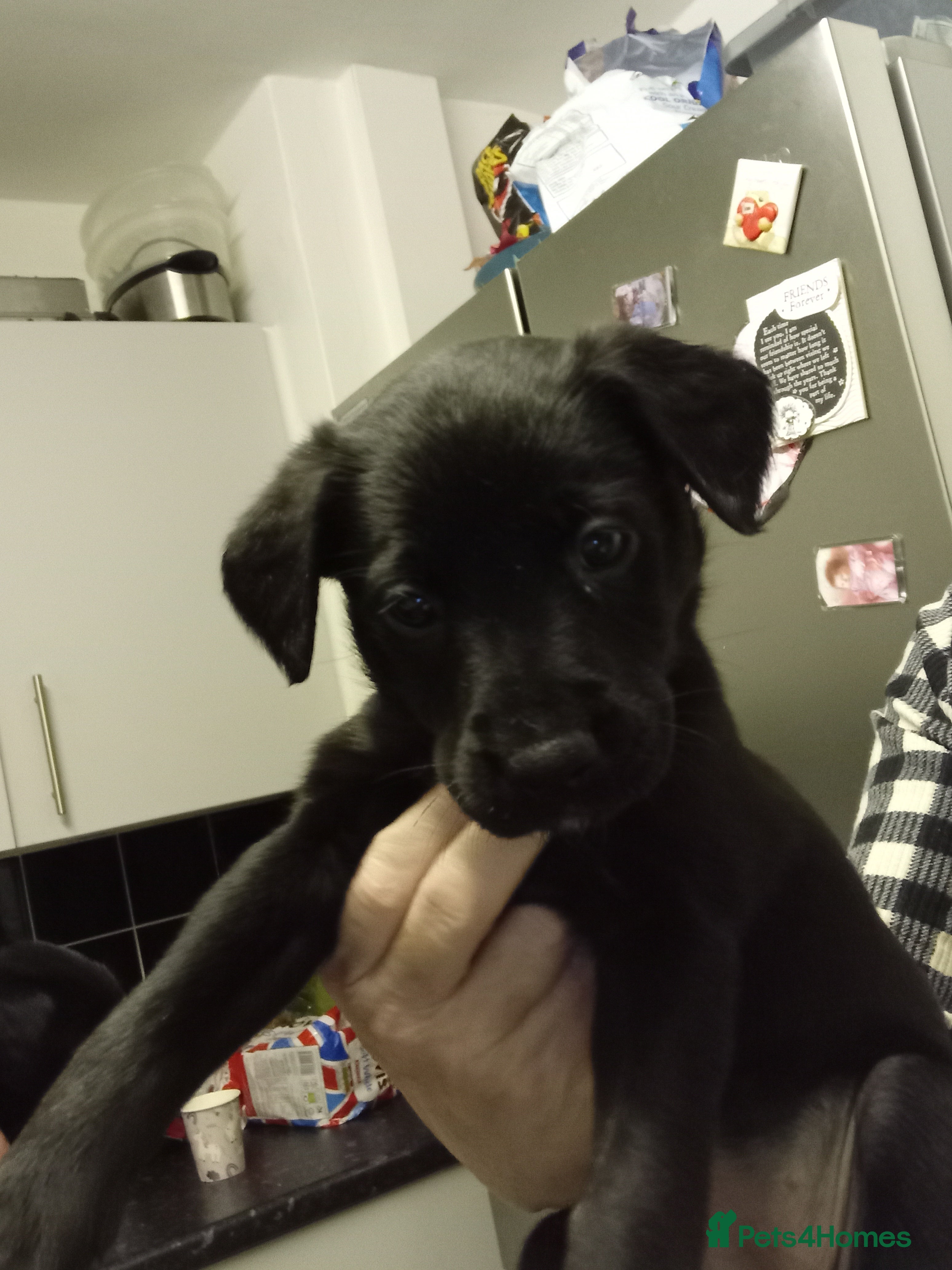 Labrastaff puppy's for sale in Cramlington | Pets4Homes