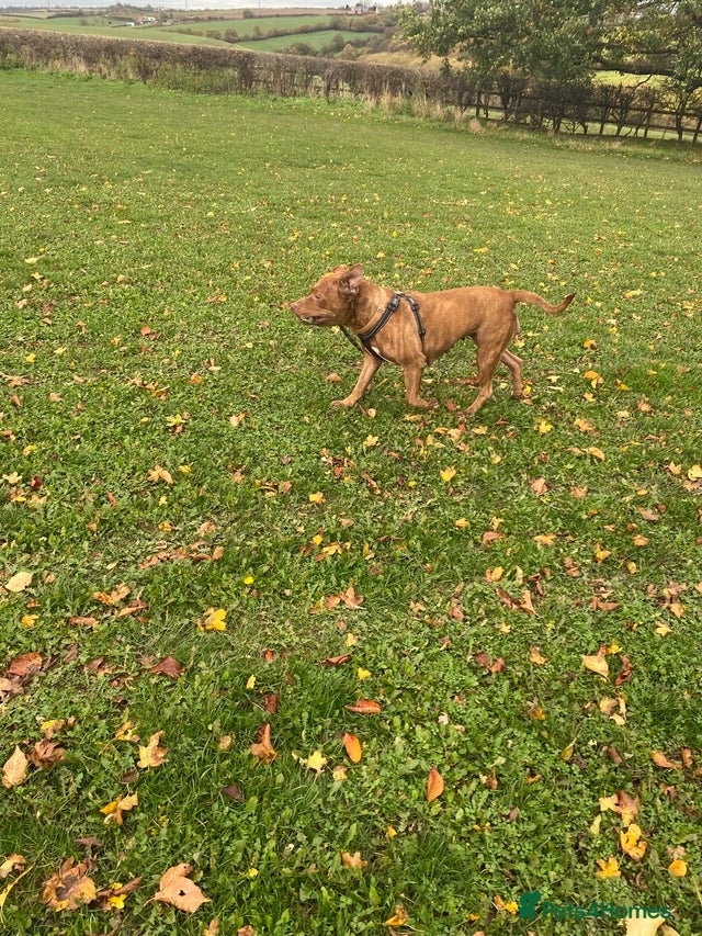 Staffy bull terrier for sale in Sheffield | Pets4Homes