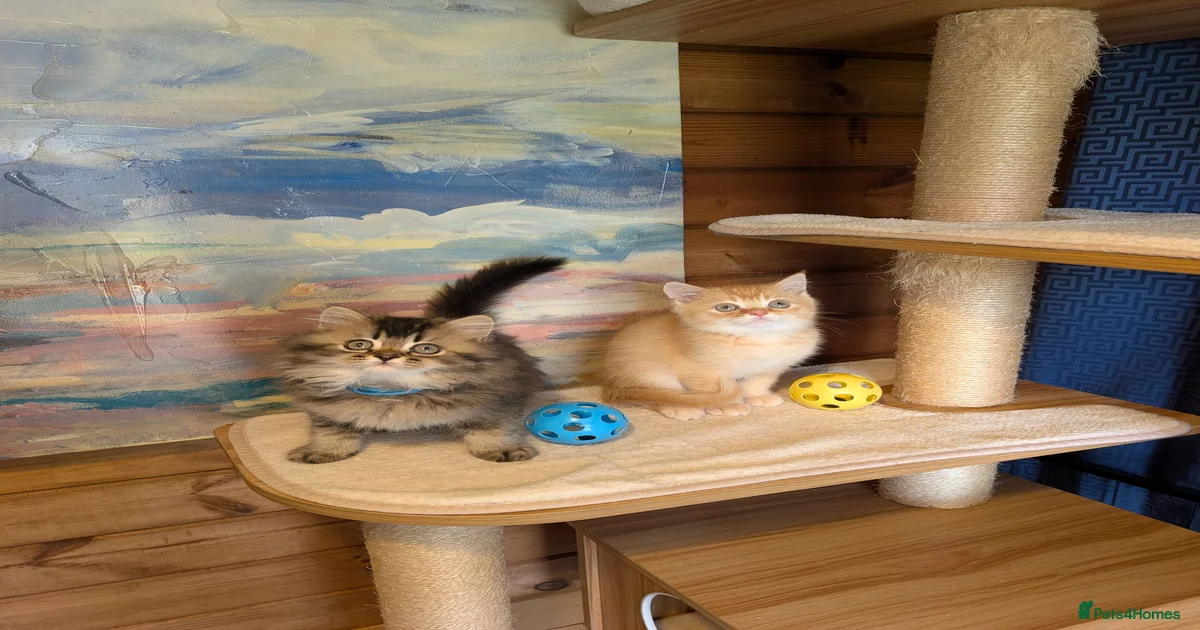 Kittens for sale in Margate, Kent | Pets4Homes