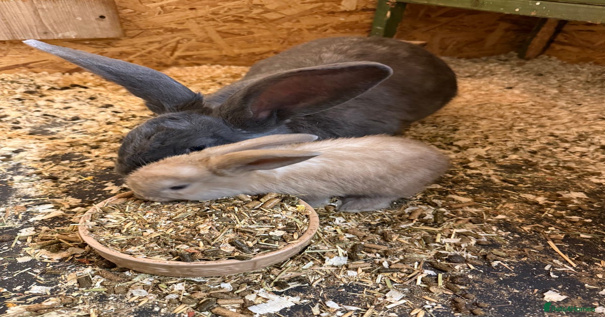 Beautiful well handled giant breed baby rabbits for sale in Hornsea ...
