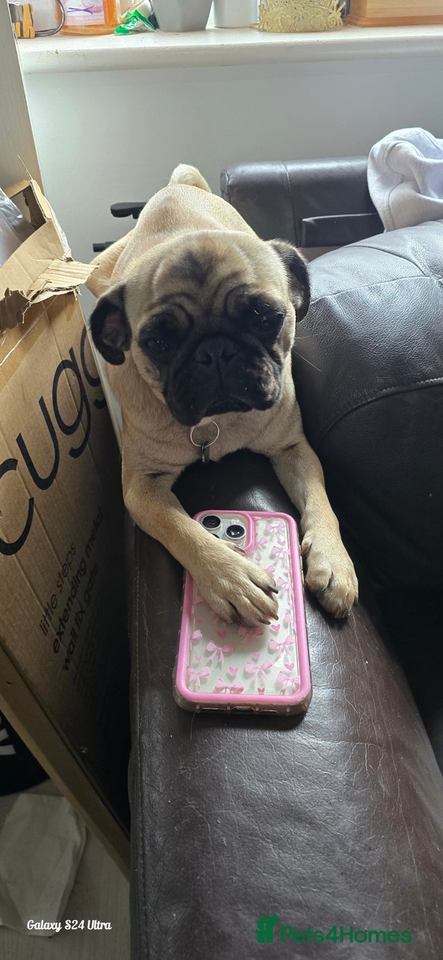 1 year old pug for sale in Winsford | Pets4Homes
