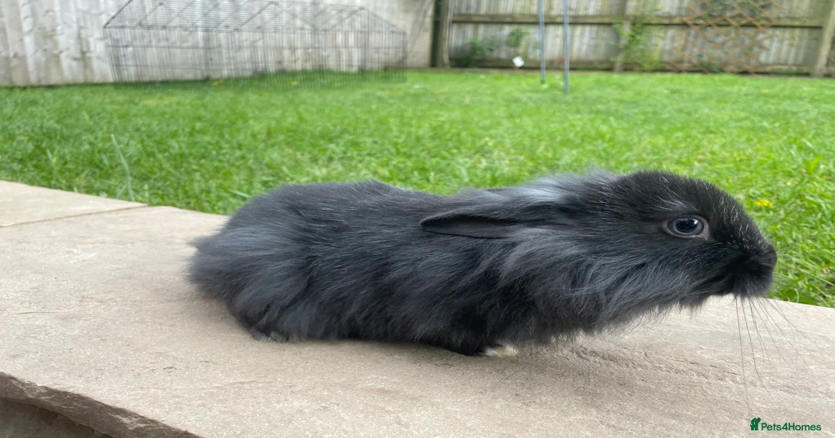 Rabbits for sale | Pets4Homes