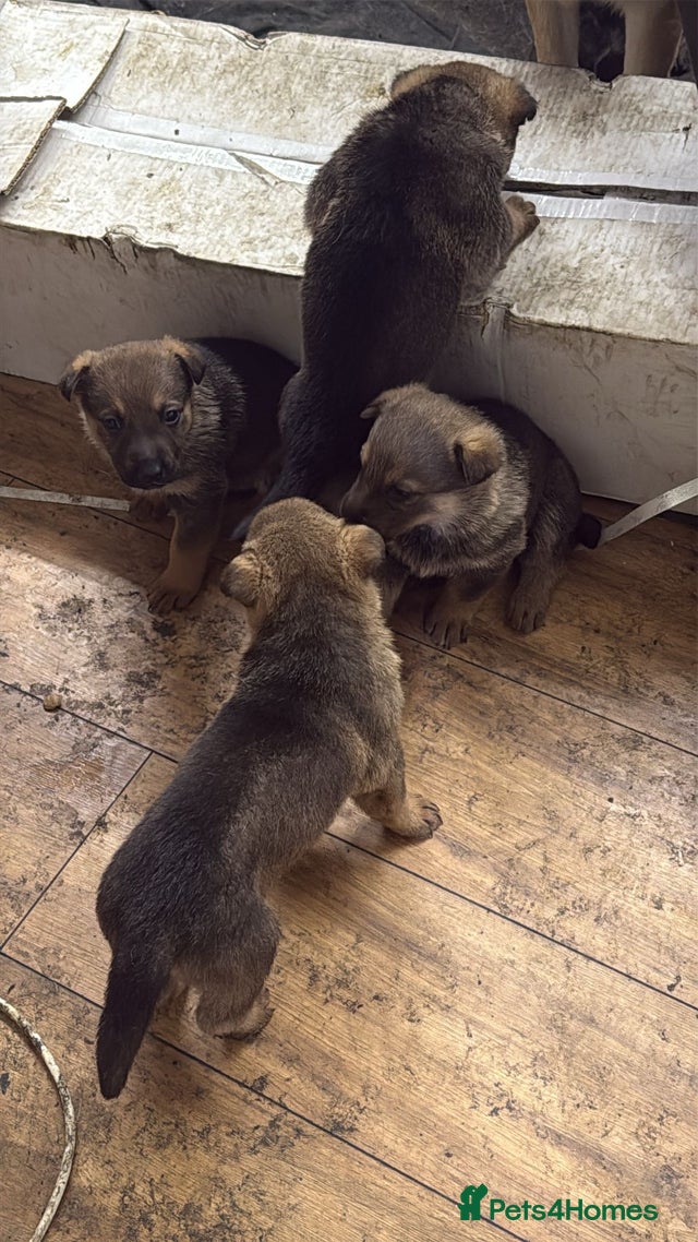 German shepherd puppies for sale for sale in Bradford | Pets4Homes