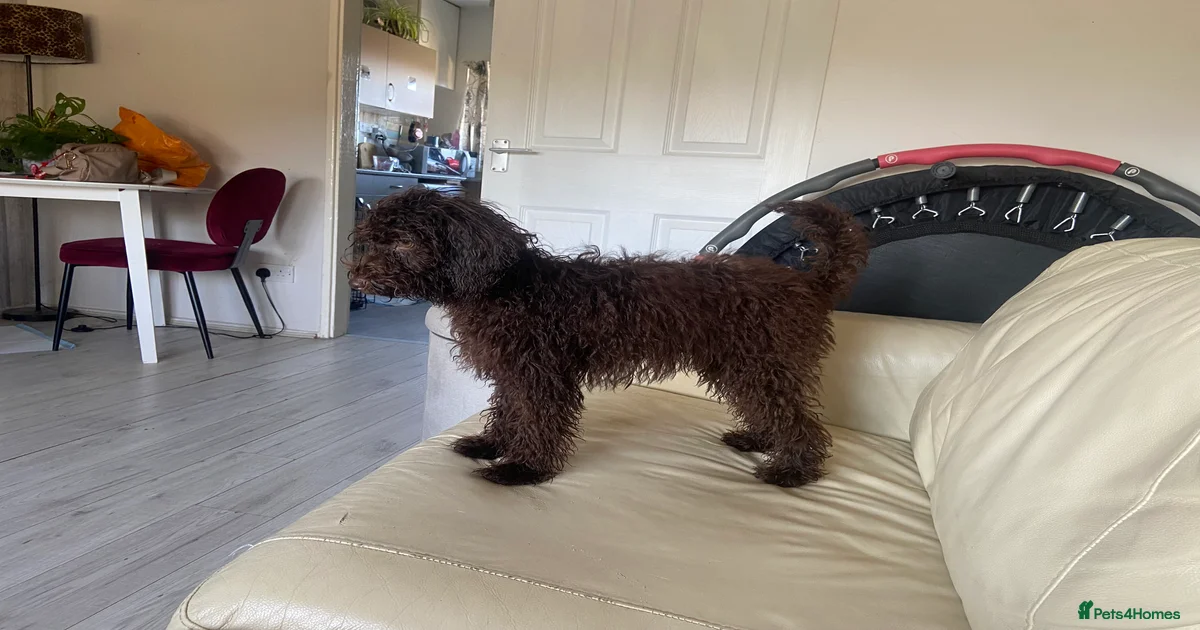 Chocolate poodle for sale in Llandrindod Wells | Pets4Homes