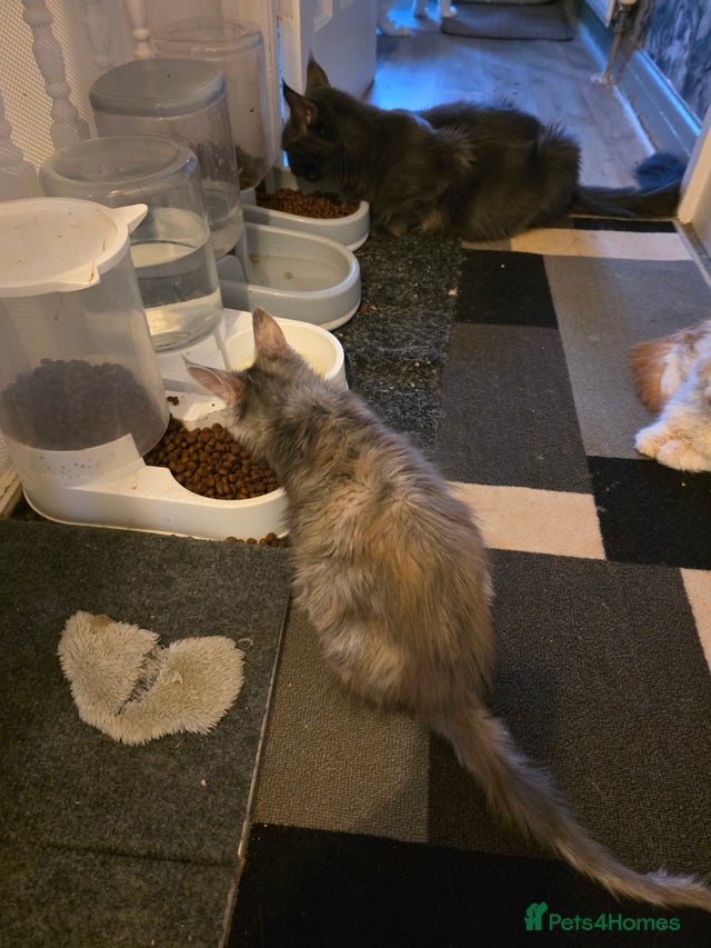 TICA REGISTERED STUNNING MAINE COON KITTENS for sale in Blackpool ...