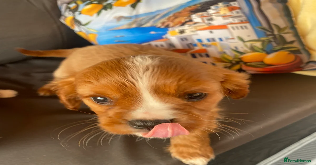 Health tested parents Cavalier King Charles ready for sale in ...