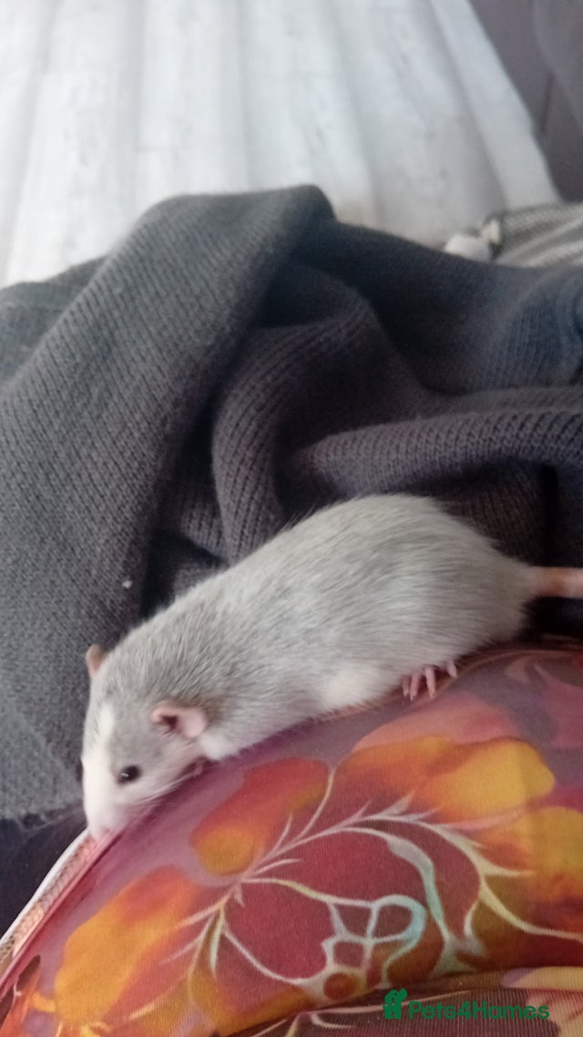 2 male (Baby) rats for sale for sale in Norwich | Pets4Homes