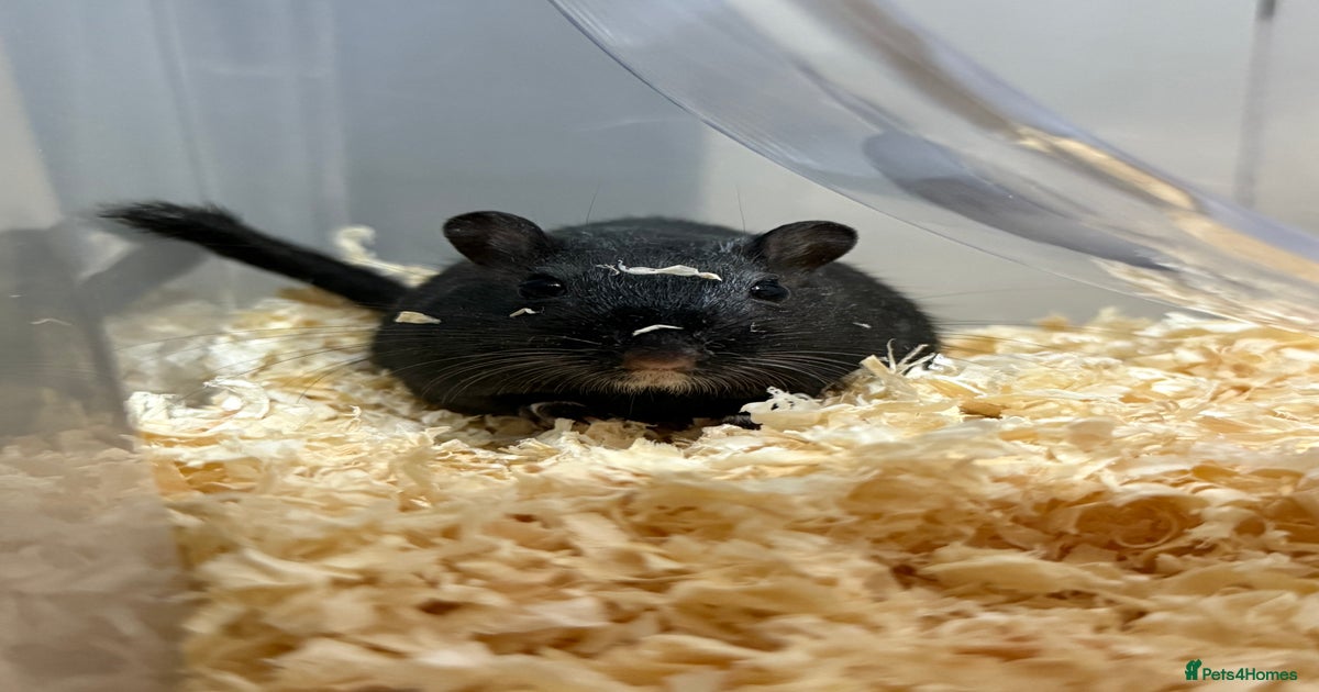 Male gerbil. OPEN TO OFFERS for sale in Warrington | Pets4Homes