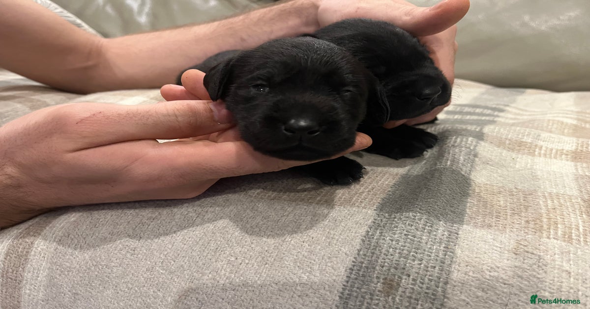 Black Labrador Retriever - Drakeshead Heritage for sale in Worcester ...
