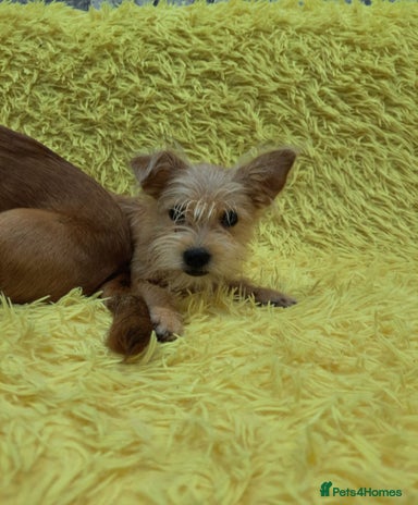 Small Dogs for adoption | Pets4Homes