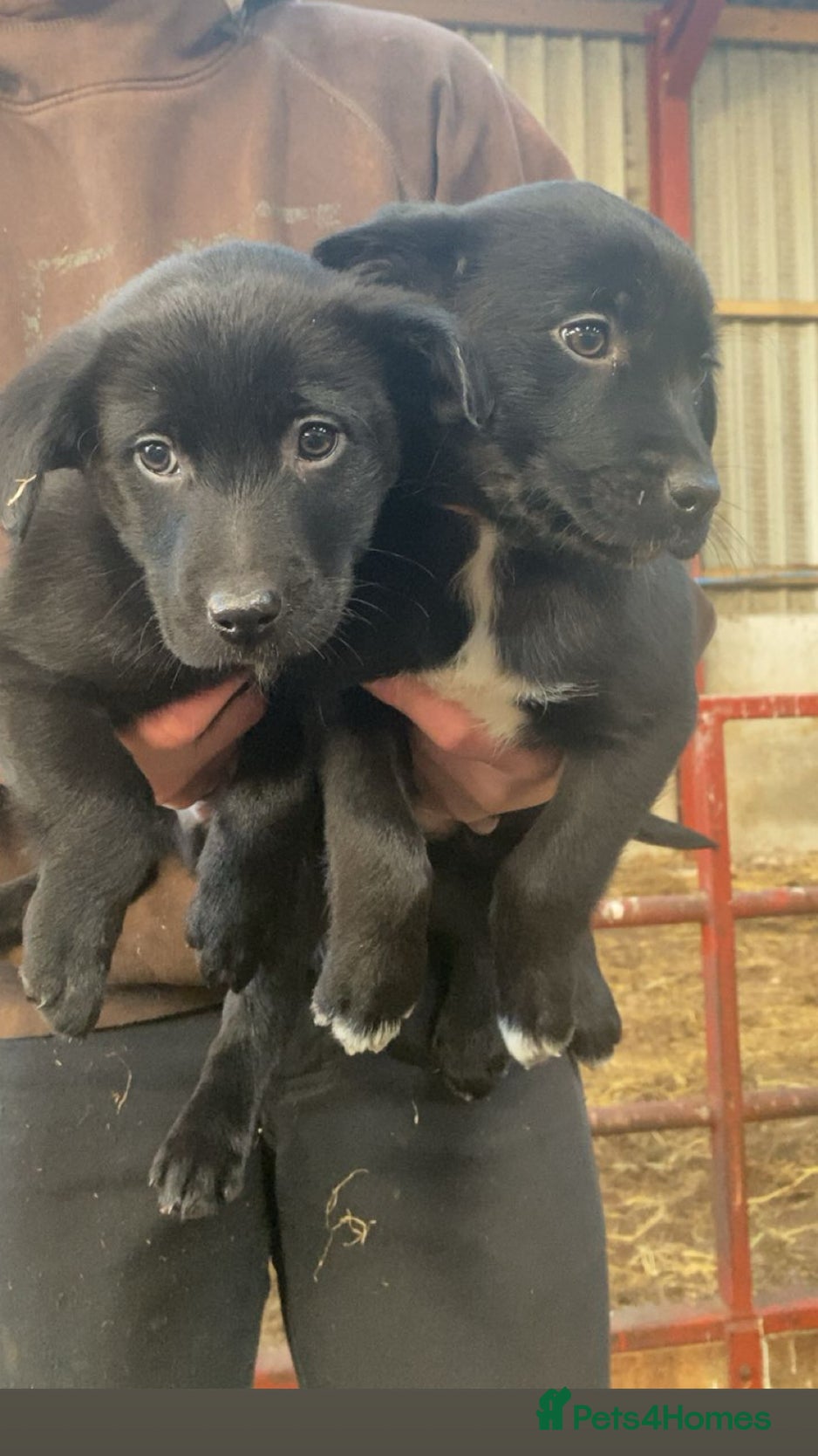 Borador puppies for sale in Denbigh | Pets4Homes