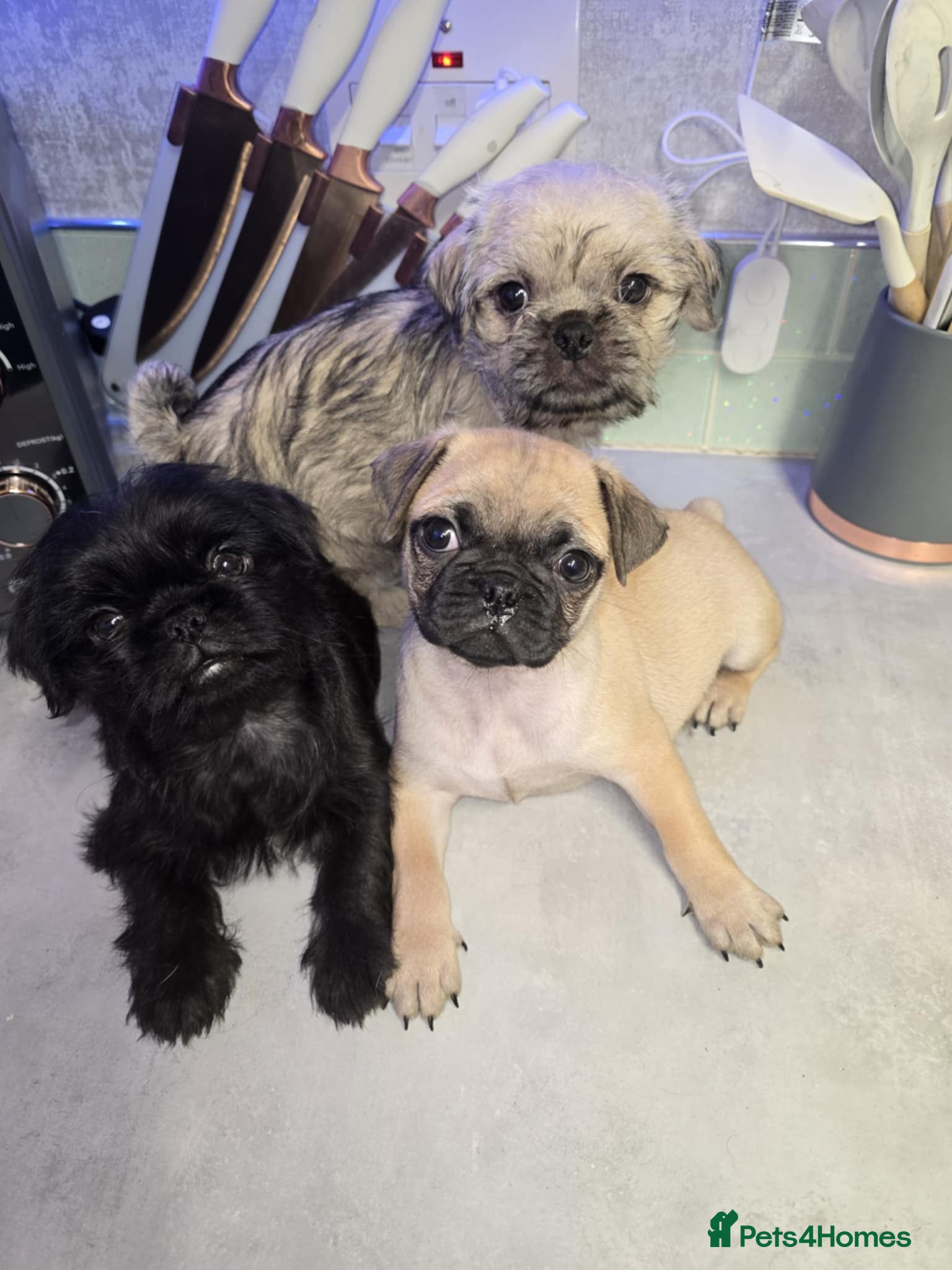 PUGSHIRE PUPPIES for sale in Leven | Pets4Homes