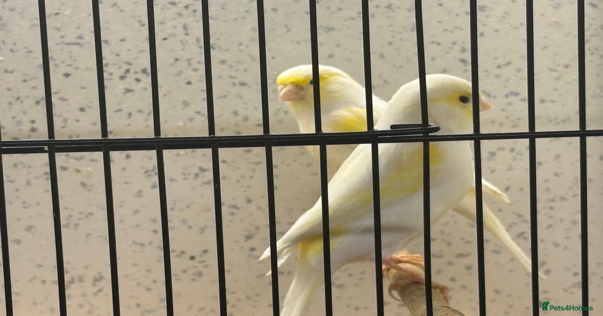 Dimorphic Canary’s for sale in Warrington | Pets4Homes