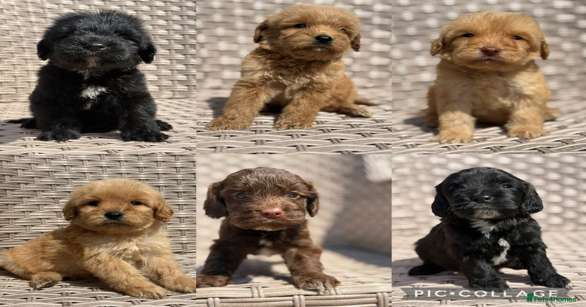 Cockapoo Puppies for sale | Pets4Homes