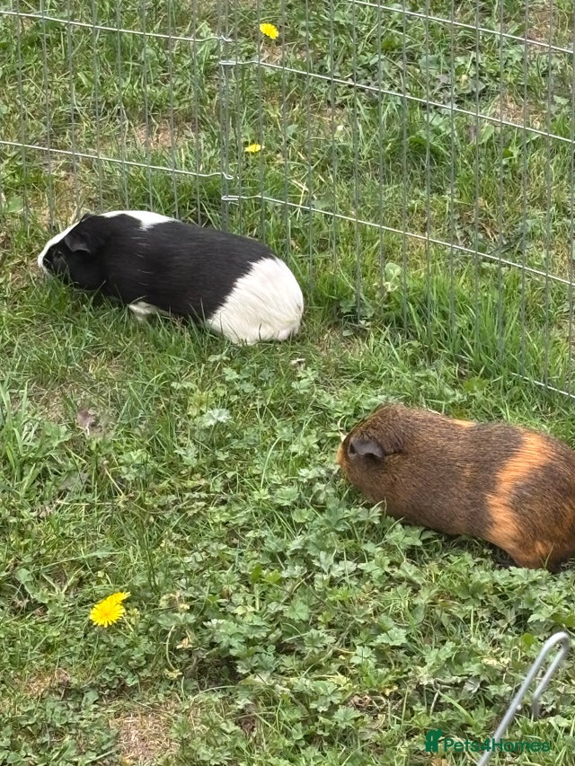A bonded pair of male guinea pigs for sale in Stonehouse | Pets4Homes