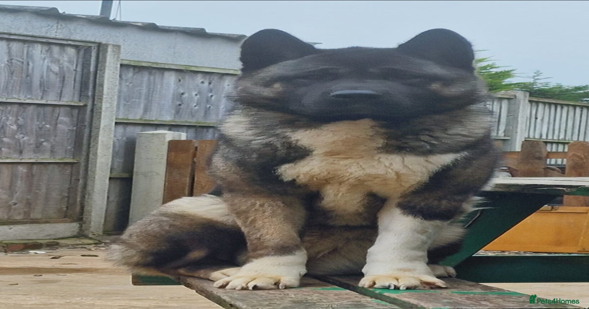 2 year old female America akita for sale in Lowestoft | Pets4Homes