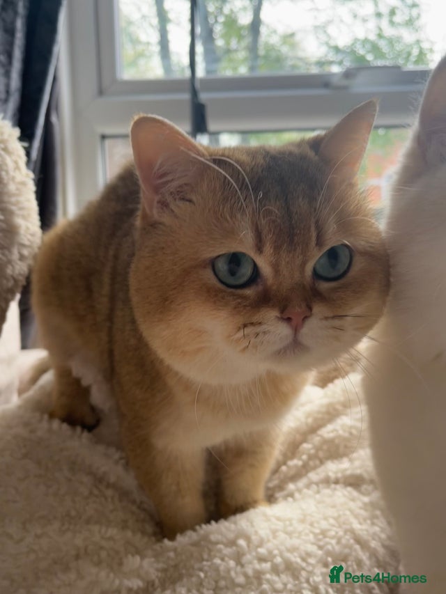 PLEASE READ! Golden BSH with Championship lines for stud in London ...