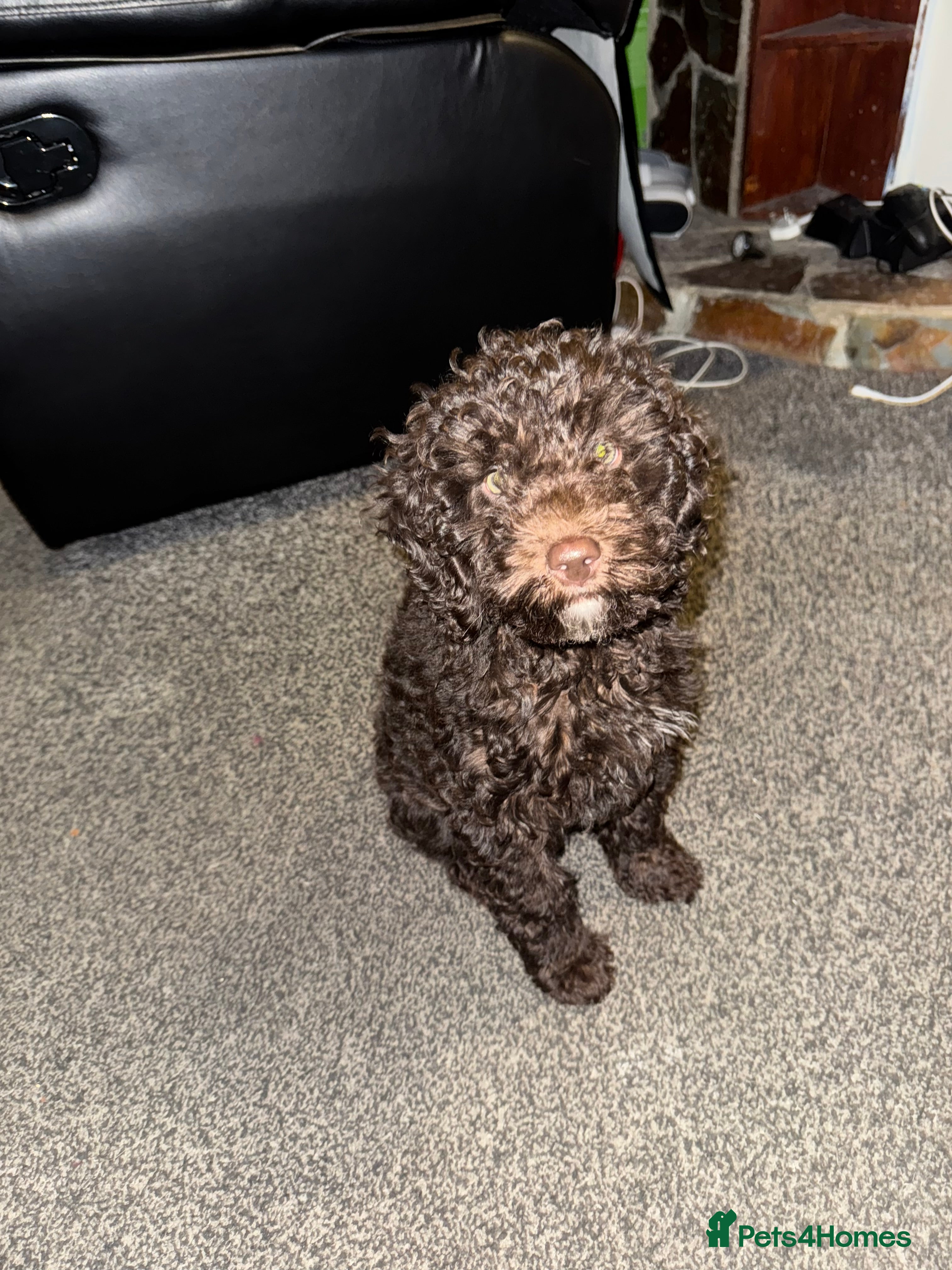 Labradoodle x Cockapoo for sale in Hemel Hempstead | Pets4Homes