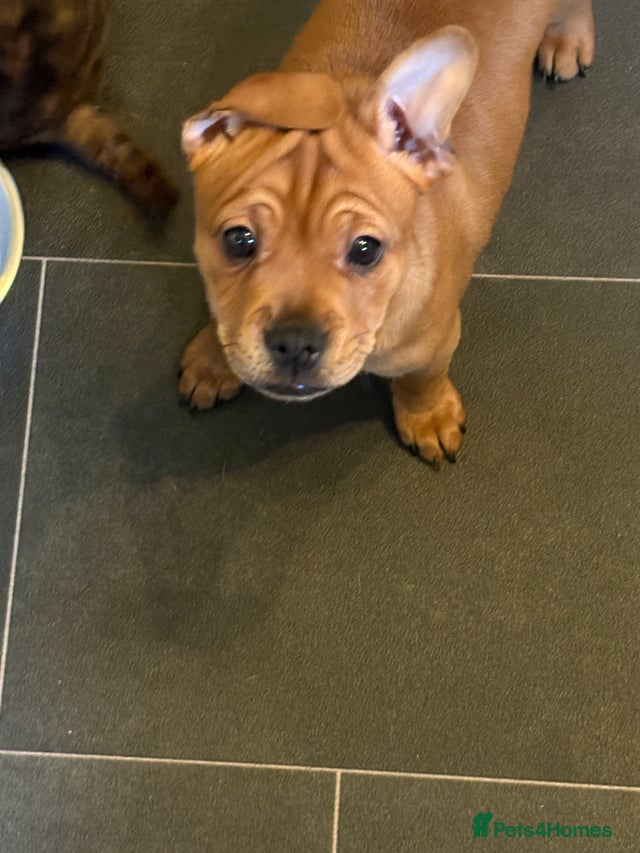 2 female French Pinscher Pups for sale in Stoke-on-Trent | Pets4Homes