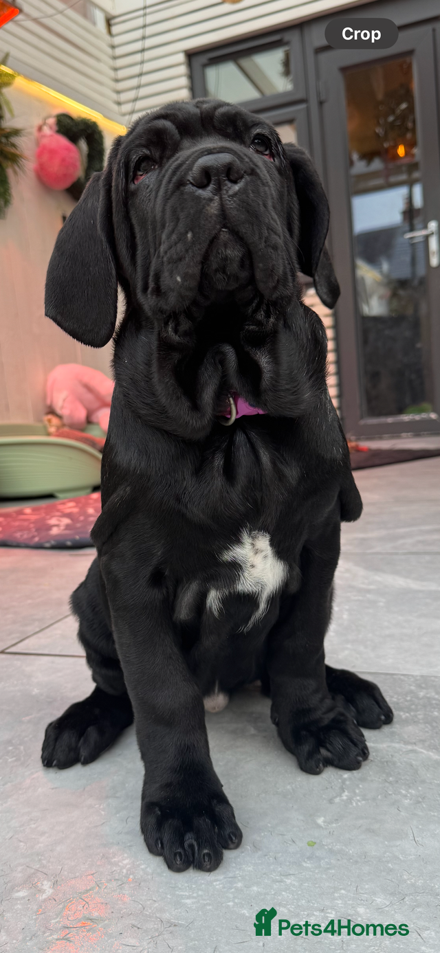 2 black female Neapolitan mastiff puppies for sale in Wallsend | Pets4Homes