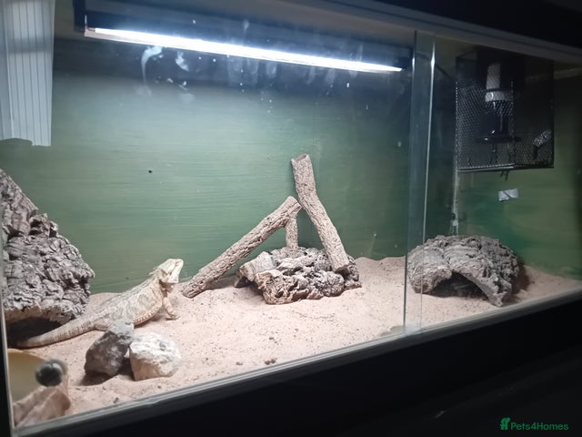 Bearded dragon for sale in Middlesbrough | Pets4Homes