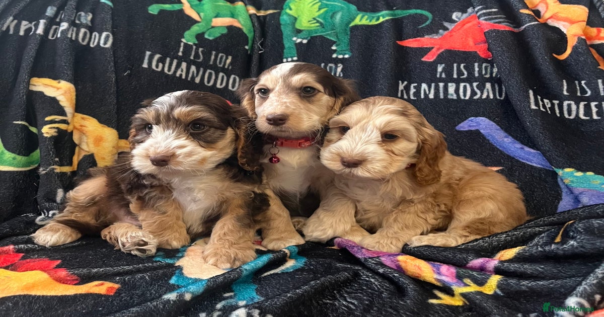 Beautiful sable Cockapoo puppies for sale in Wrexham | Pets4Homes