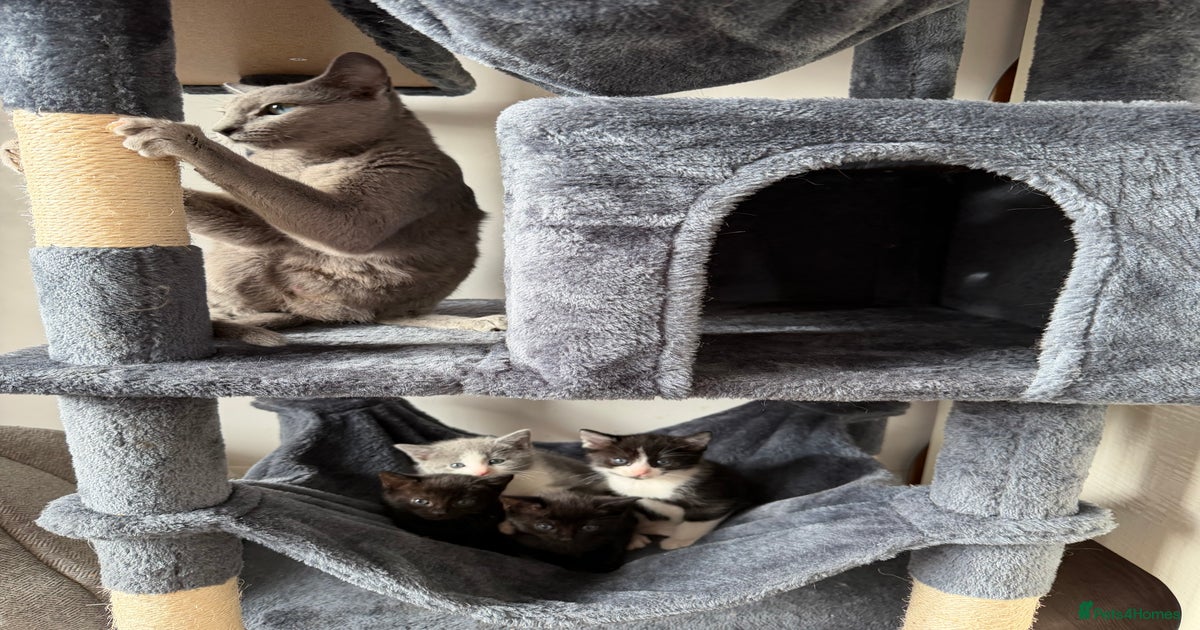 “Black Panther” Gorgeous Russian Blue Mixed breed! for sale in ...