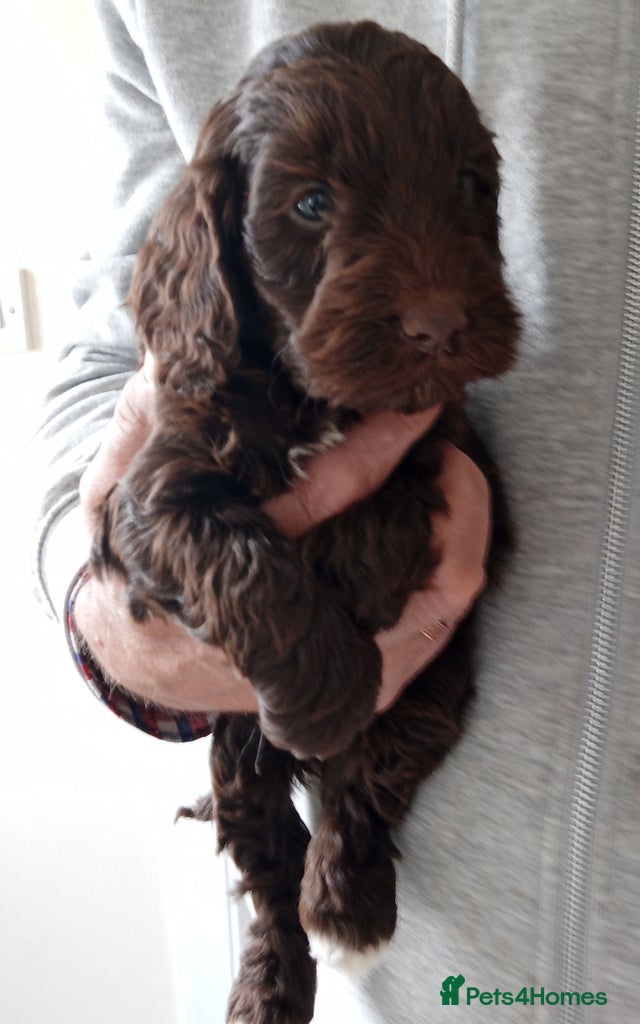 Cockapoo puppies f1 last chocolate boy♥️!!!!!!. for sale in Glenrothes ...