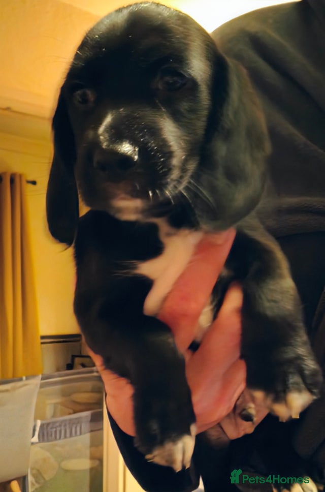 Last Bocker male pup left for sale in Barnoldswick | Pets4Homes