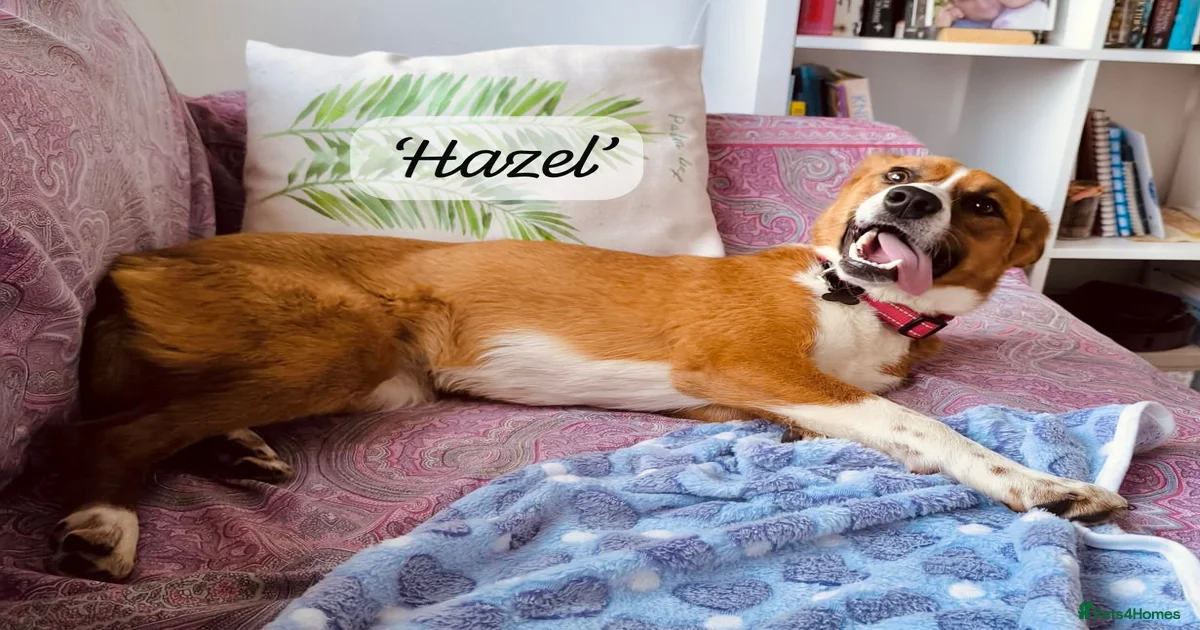 Dogs for adoption | Pets4Homes