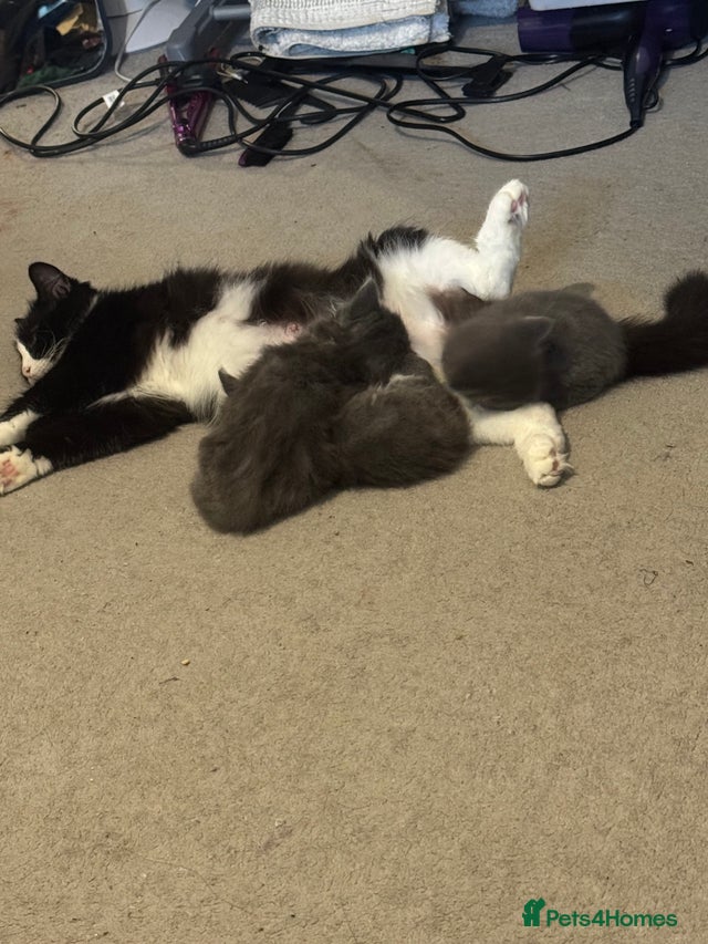 British blue short hair cross kittens for sale in Colchester | Pets4Homes