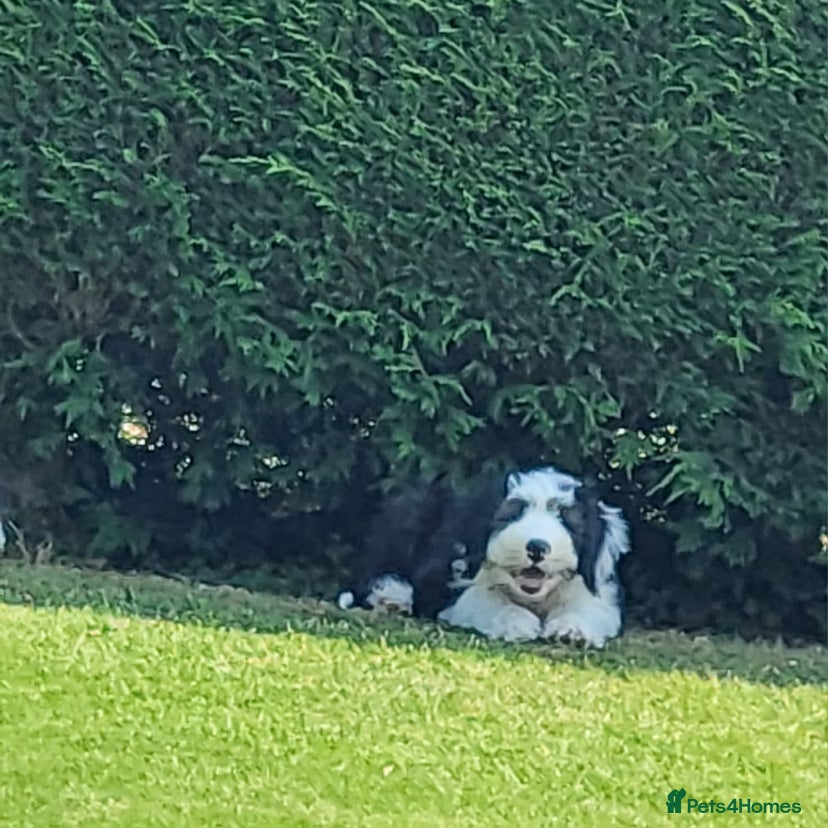 Old english sheepdog male for sale in Doncaster | Pets4Homes