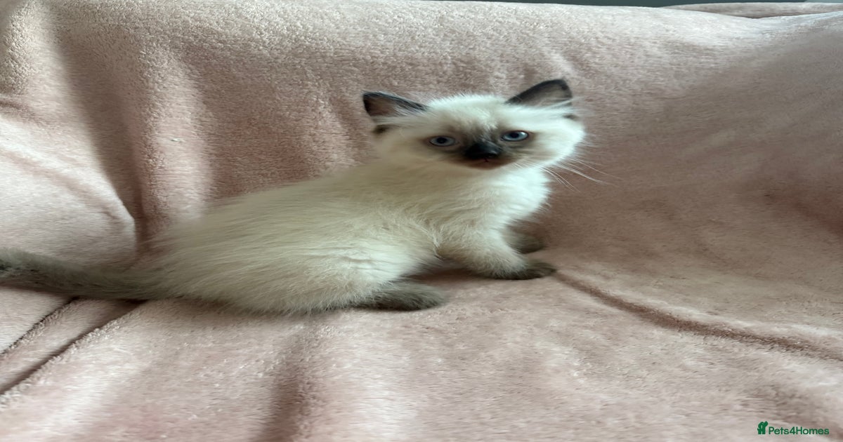Beautiful Ragdoll kittens for sale in Canvey Island | Pets4Homes