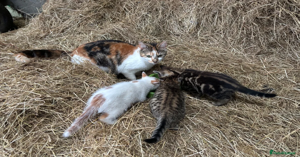 3 boy kittens for sale in Newmilns | Pets4Homes